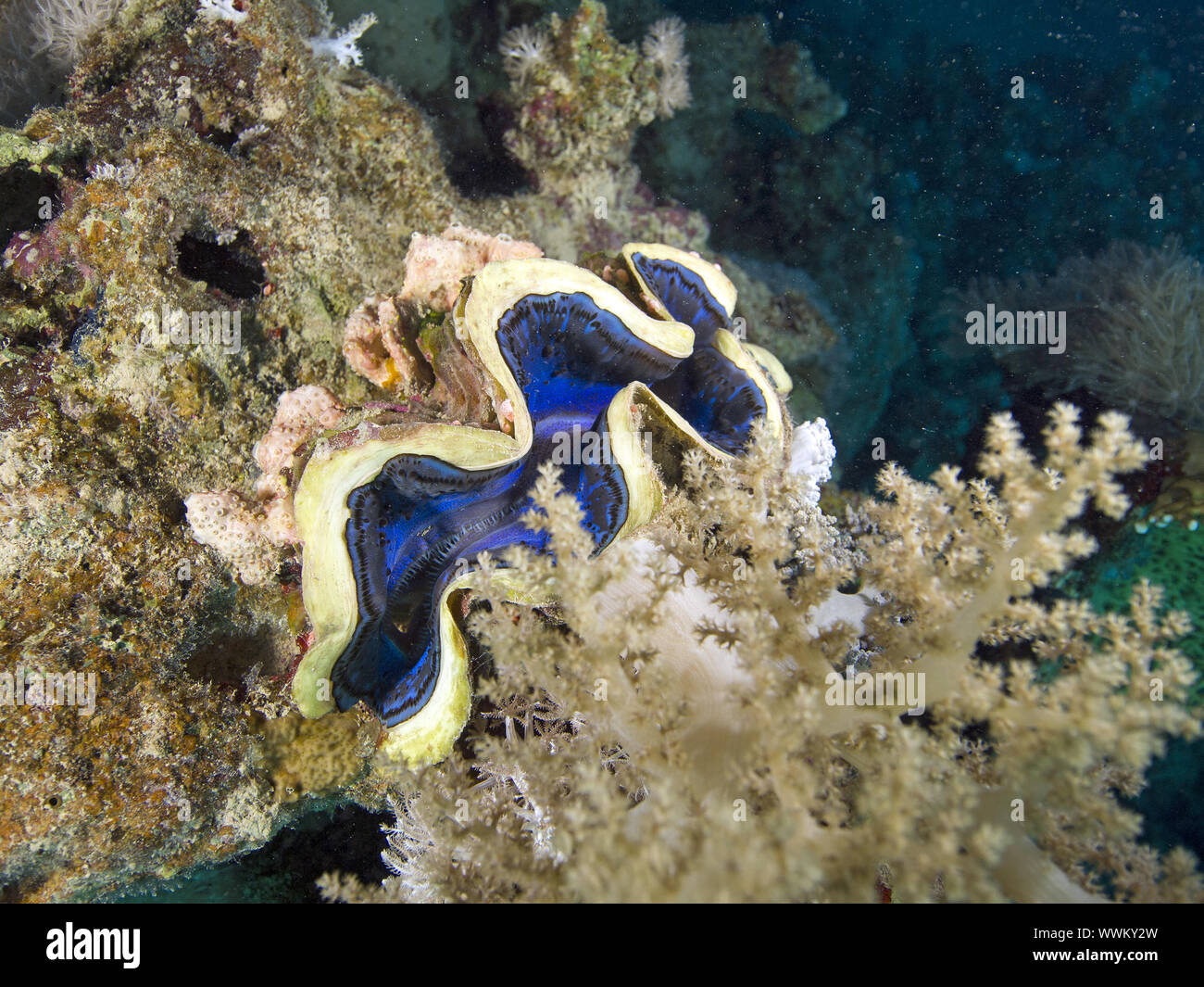 Giant clam reef hi-res stock photography and images - Alamy