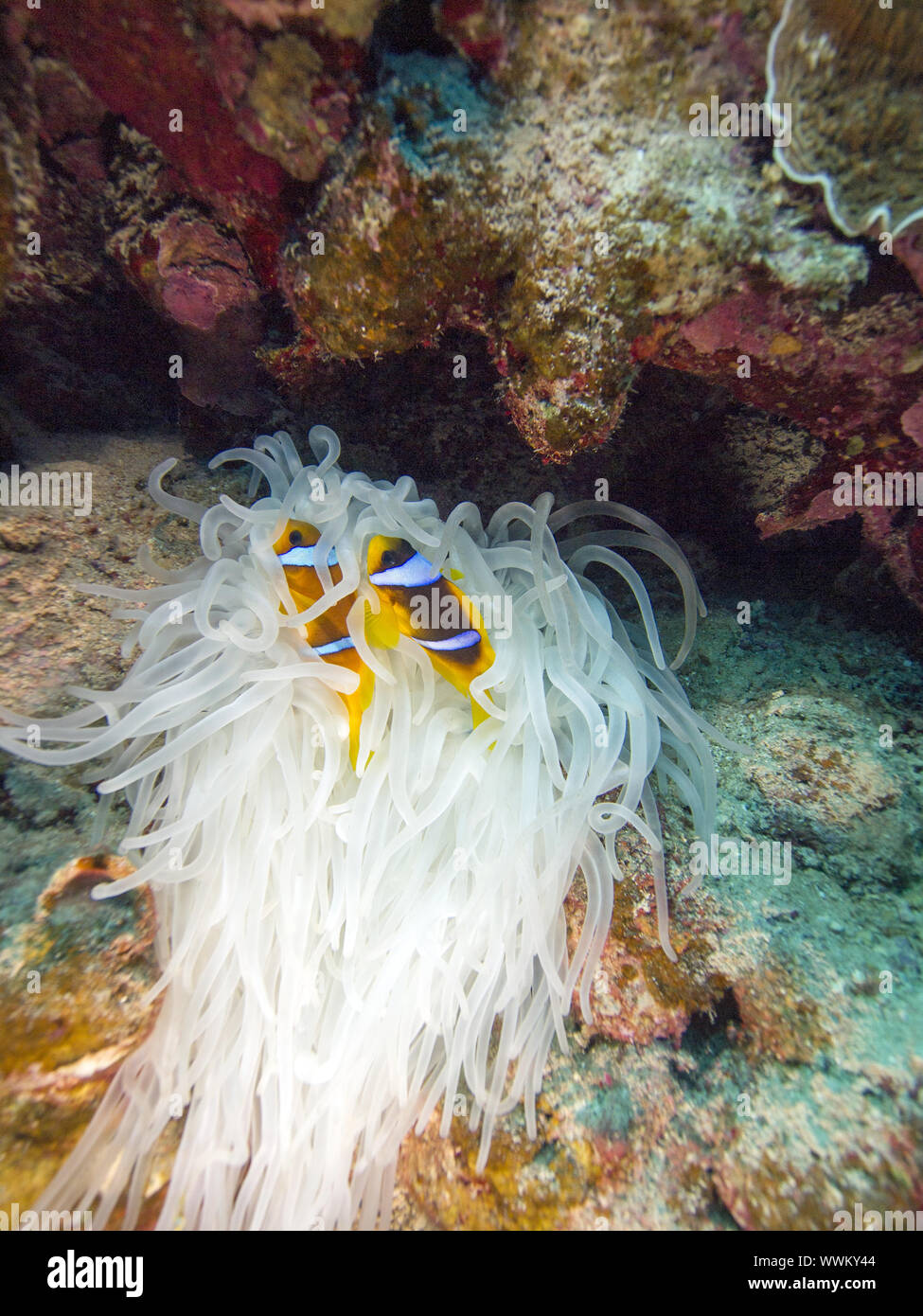 Reef behavior hi-res stock photography and images - Alamy