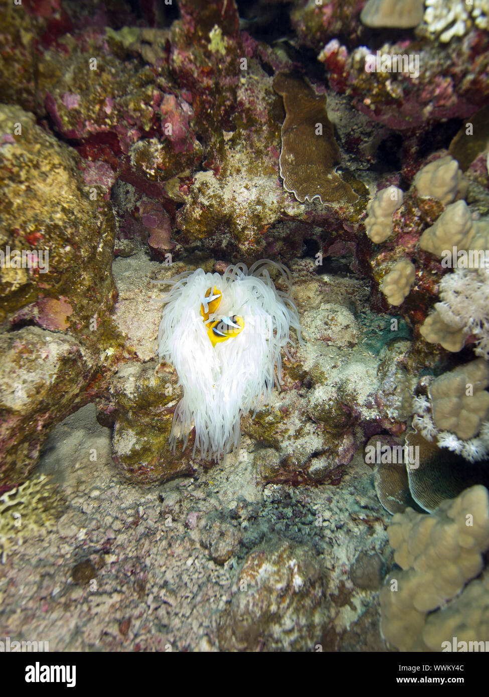 Clown fish pair hi-res stock photography and images - Alamy