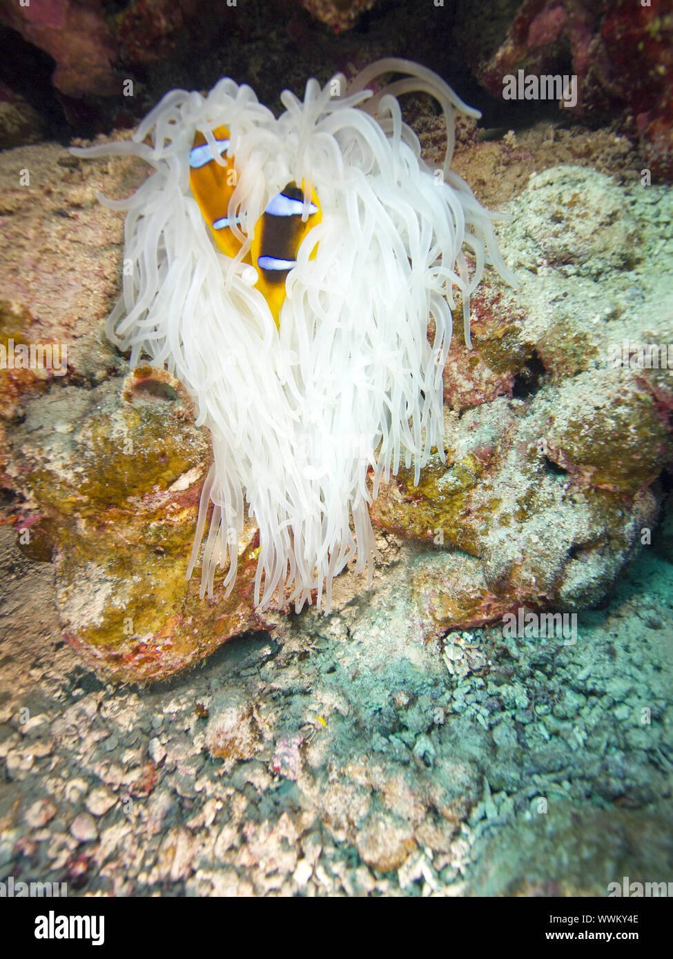 Clownfishes sea anemone hi-res stock photography and images - Alamy
