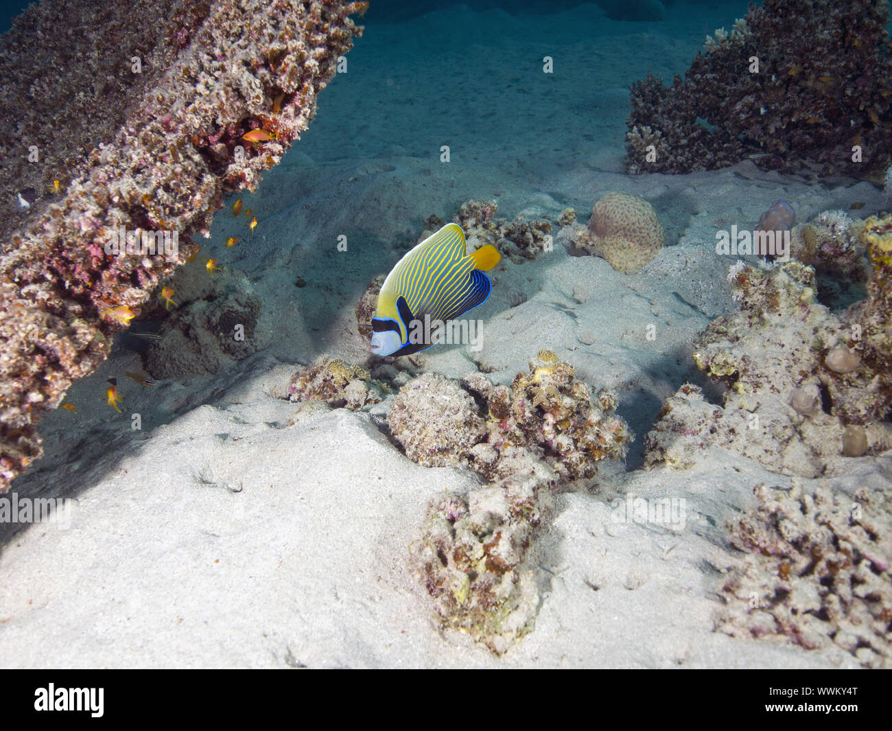 Red sea emperor angelfish hi-res stock photography and images - Alamy