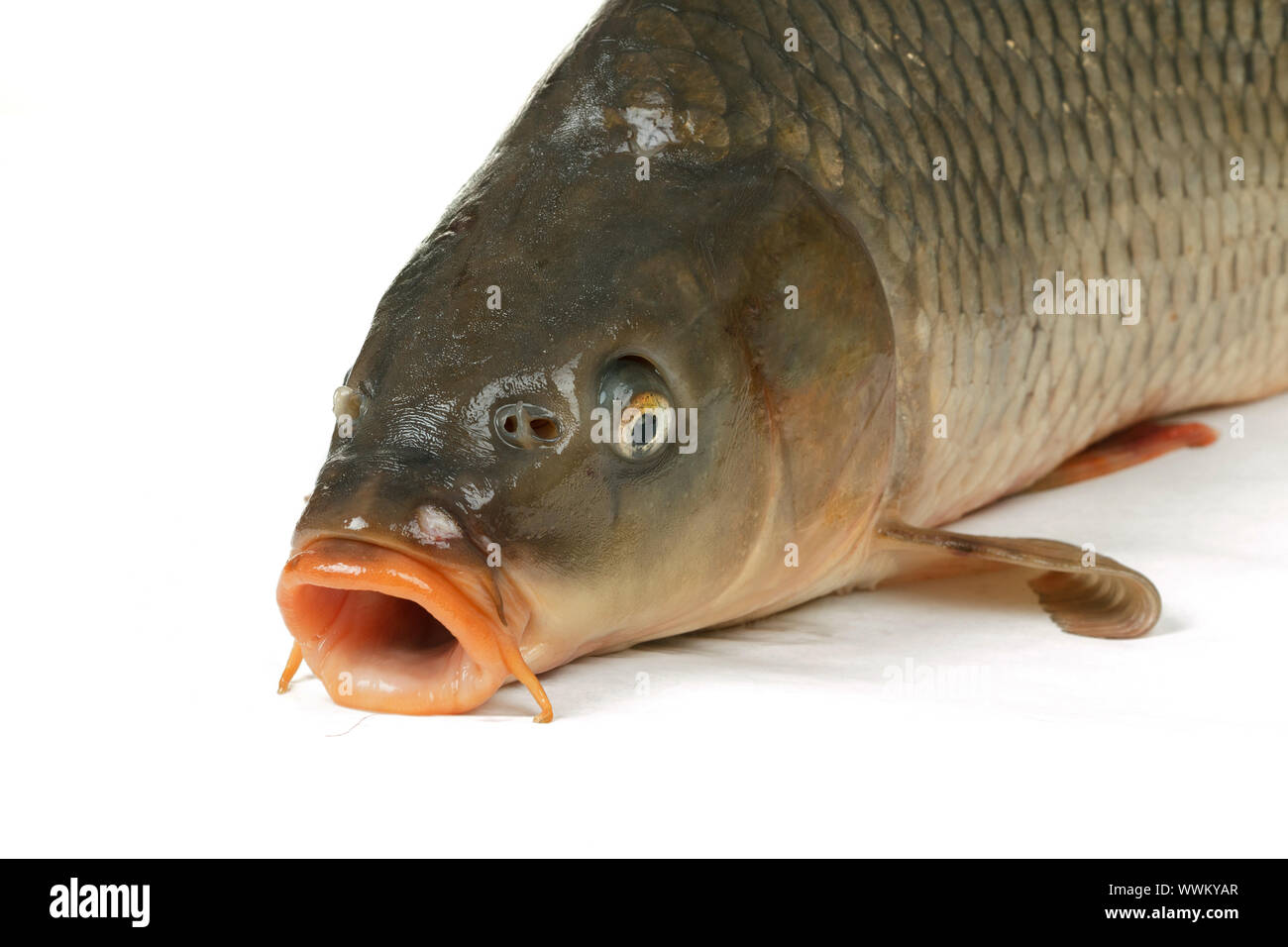 Fish carp animal moustaches hi-res stock photography and images - Alamy