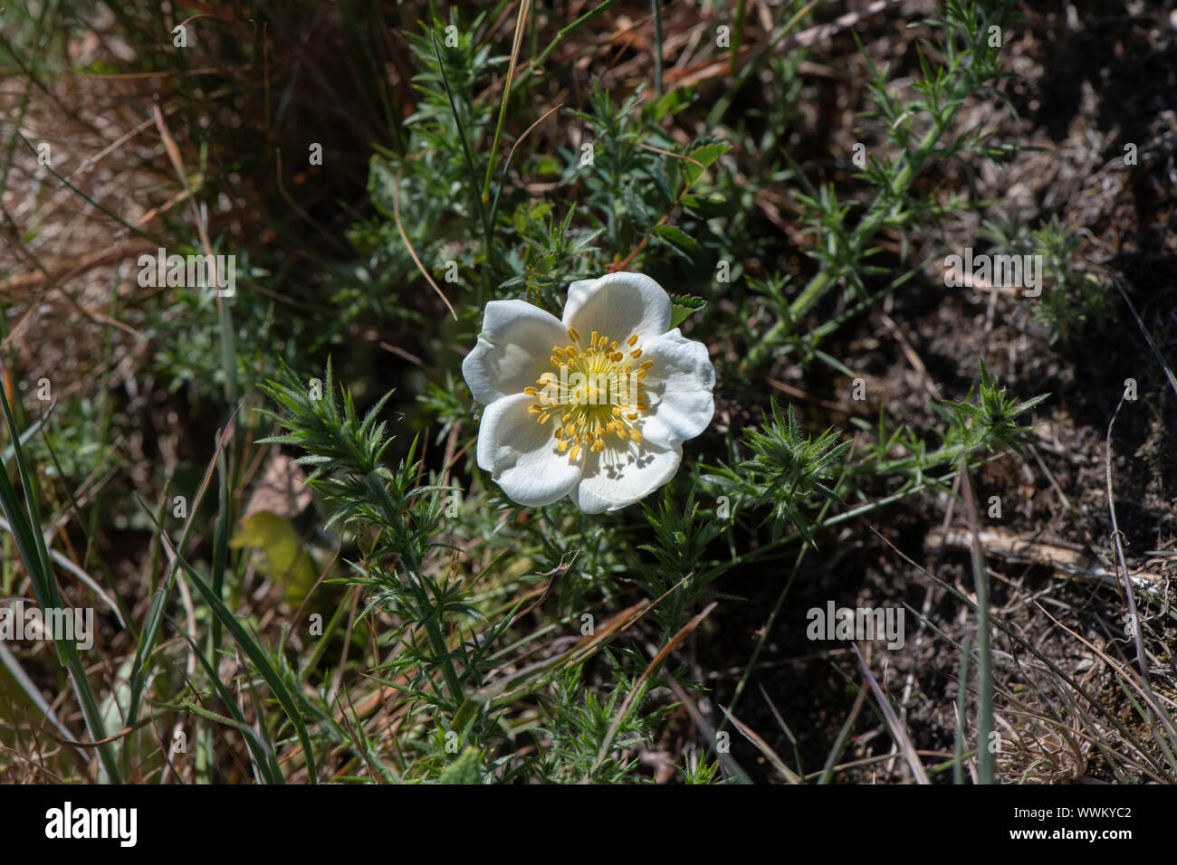 White wild scottish rose hi-res stock photography and images - Alamy
