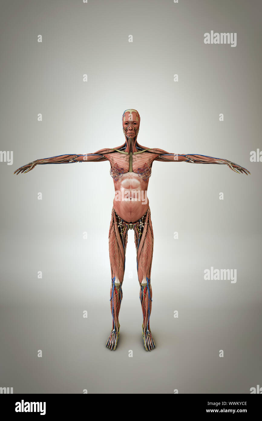 women anatomy model isolated on white background 3d illustration Stock ...