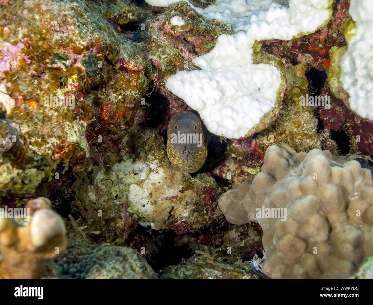 Giant fishes hi-res stock photography and images - Alamy