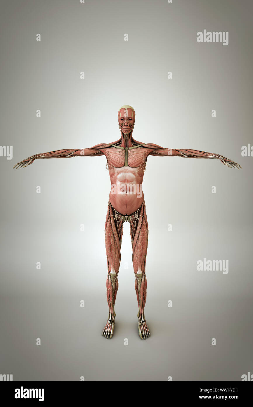 women anatomy model isolated on white background 3d illustration Stock ...