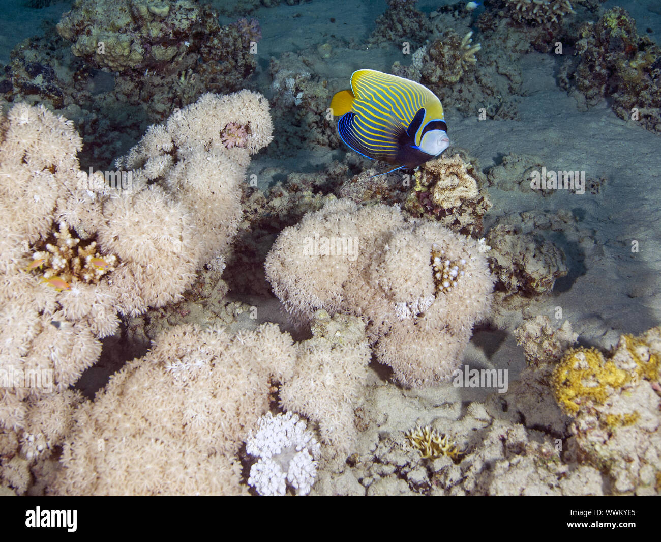 Red emperor fish hi-res stock photography and images - Alamy