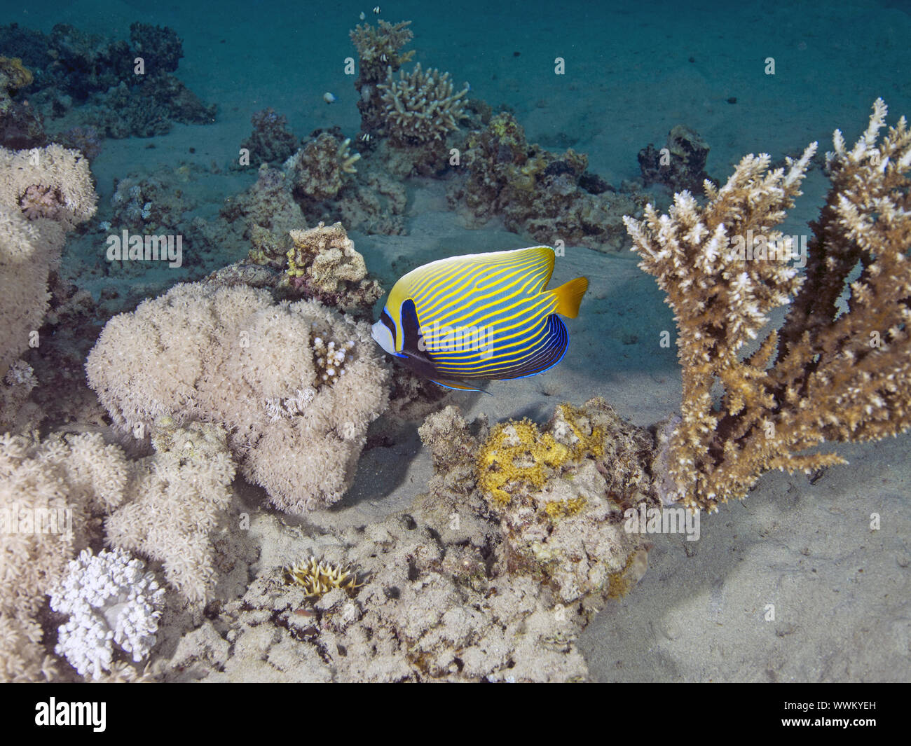 Red sea emperor angelfish hi-res stock photography and images - Alamy