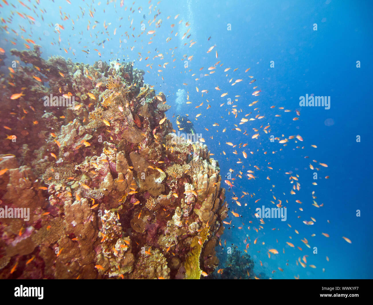 Red sea reef egypt hi-res stock photography and images - Alamy