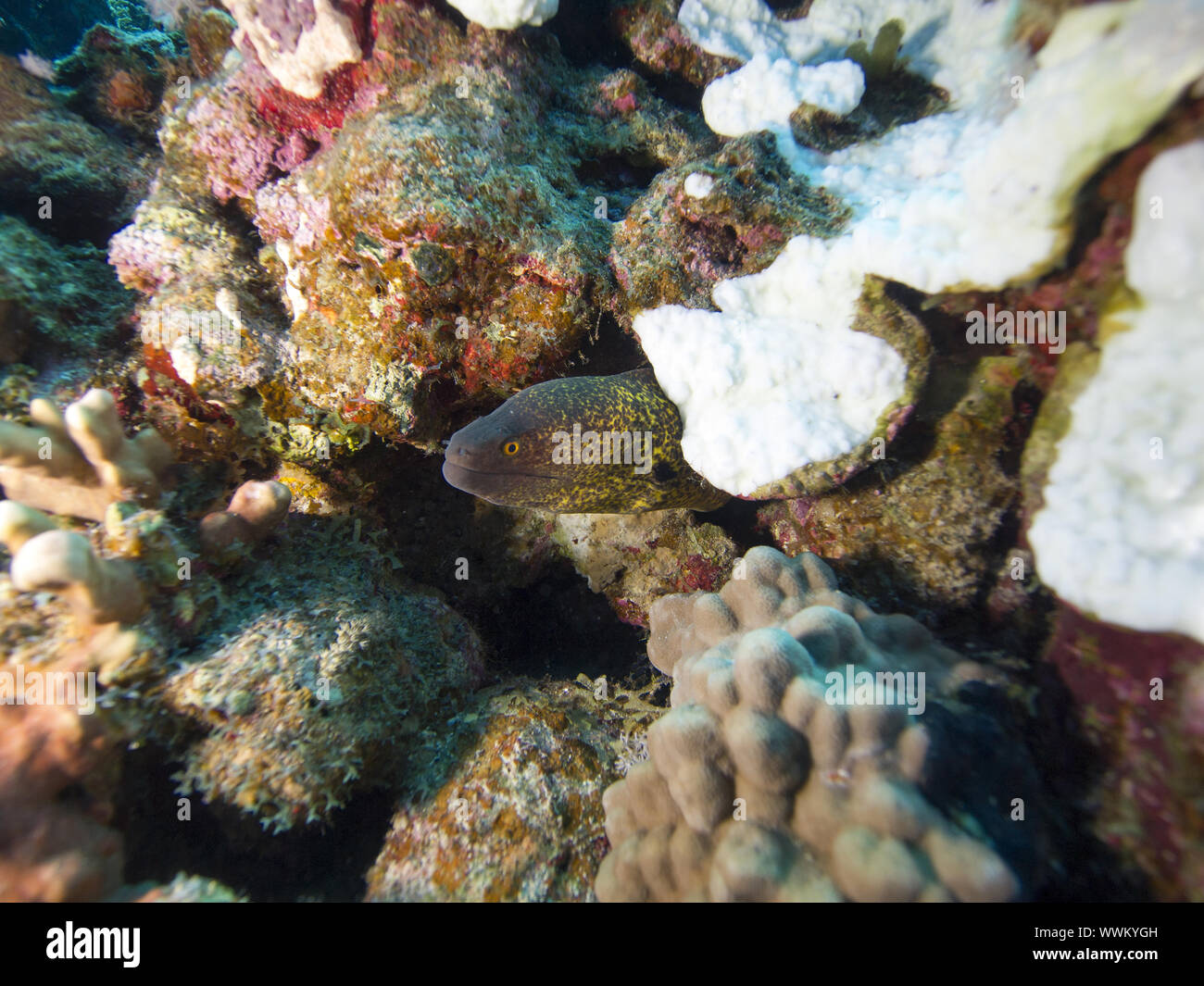 Moray sea hi-res stock photography and images - Alamy