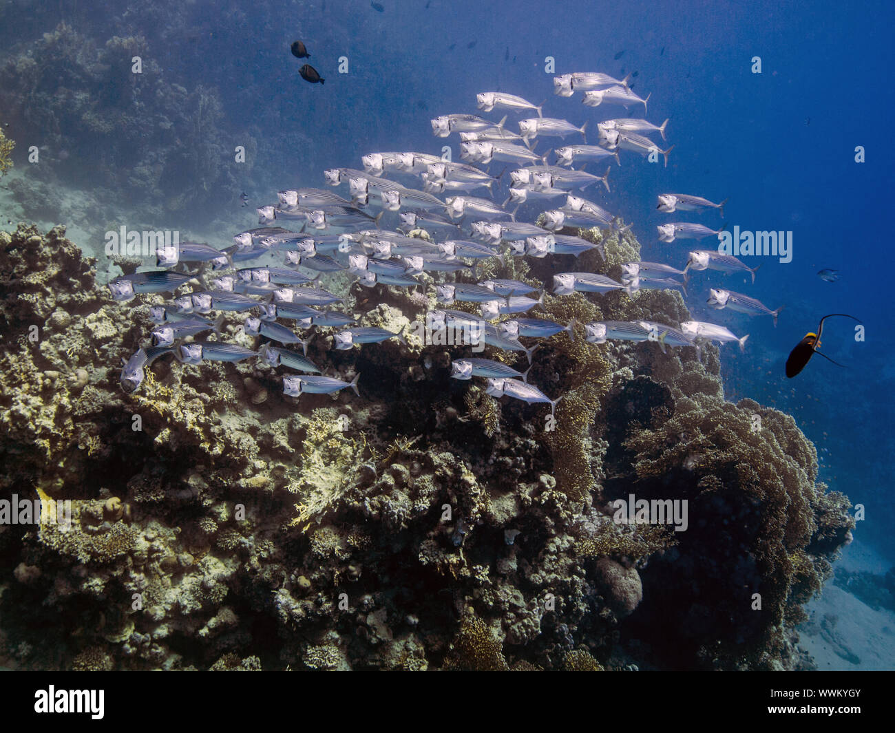 Indian mackerel (Rastrelliger kanagurta Stock Photo - Alamy