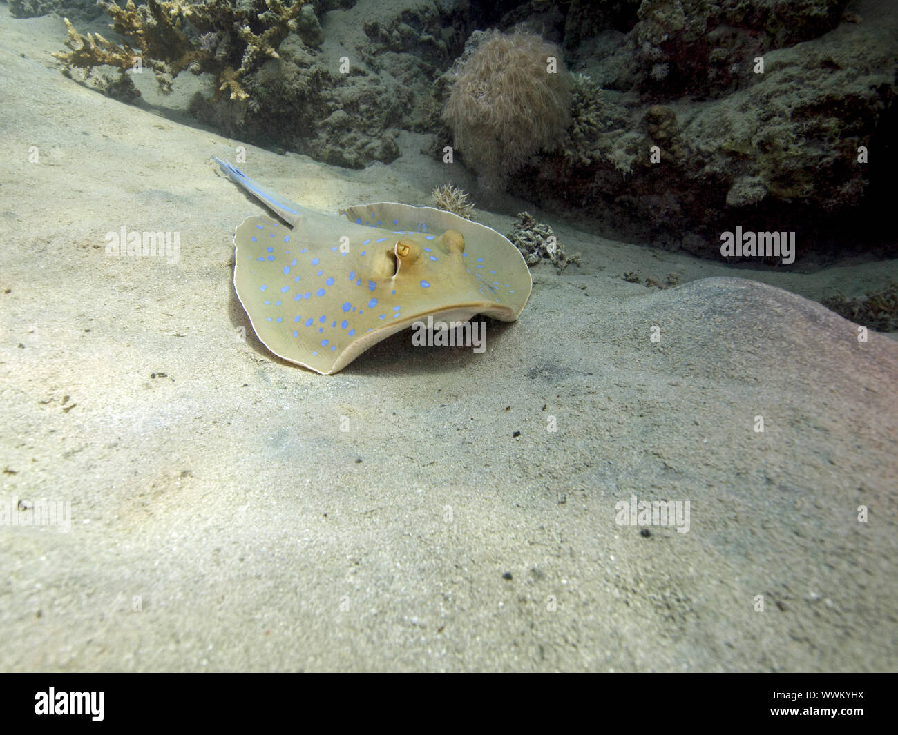 bluespotted ribbontail ray Stock Photo - Alamy