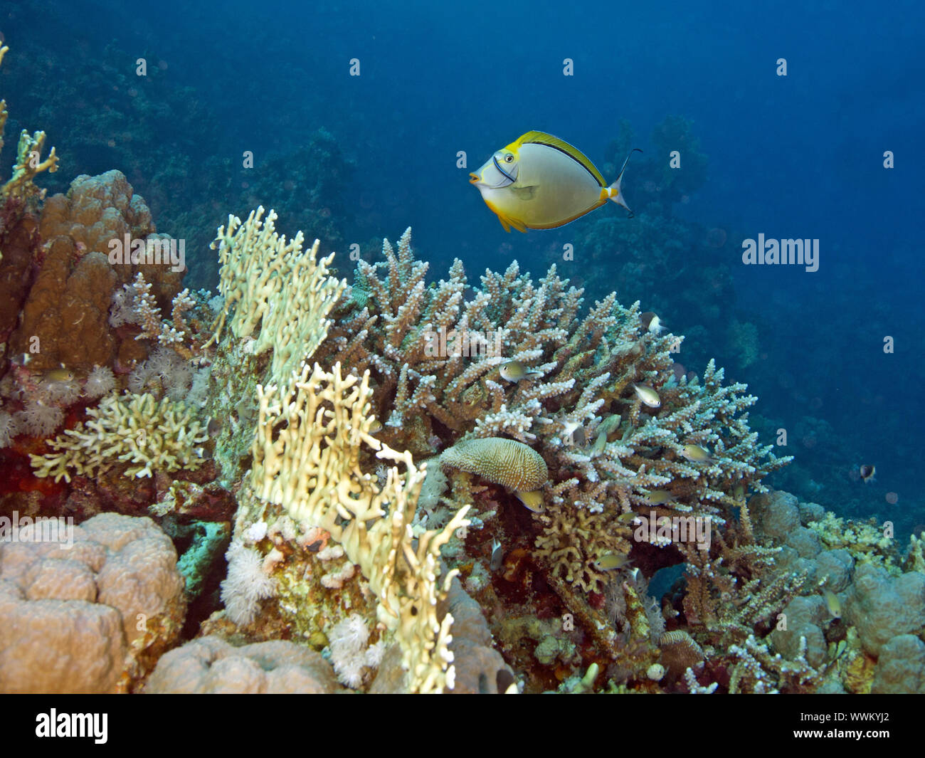 Red sea surgeonfish hi-res stock photography and images - Alamy