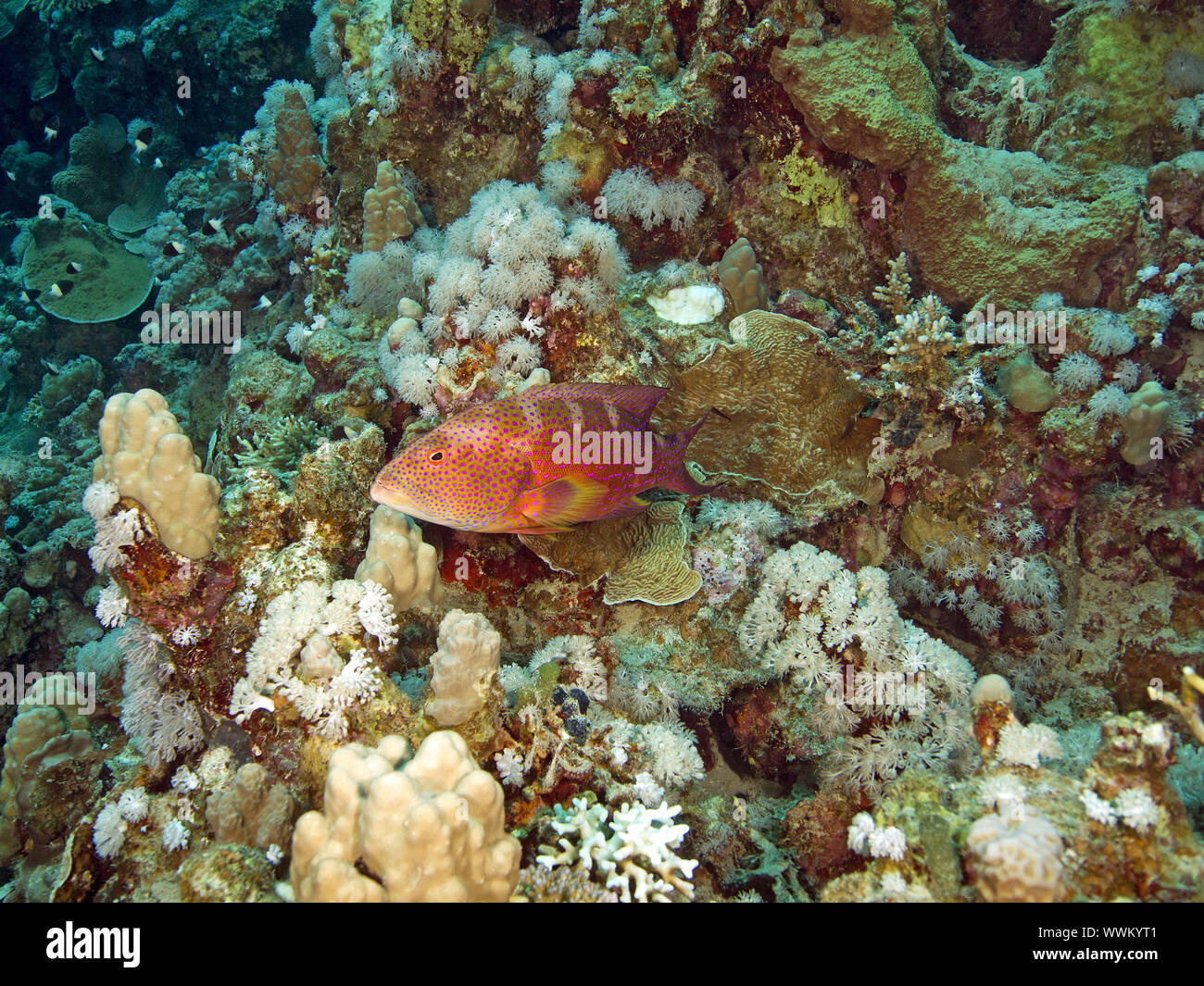 Moon grouper hi-res stock photography and images - Alamy
