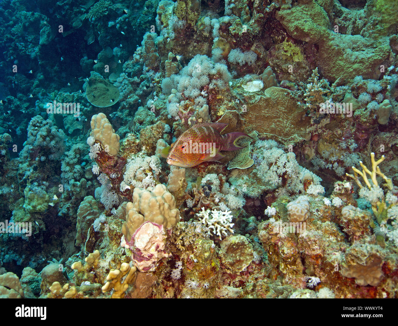 Moon grouper hi-res stock photography and images - Alamy