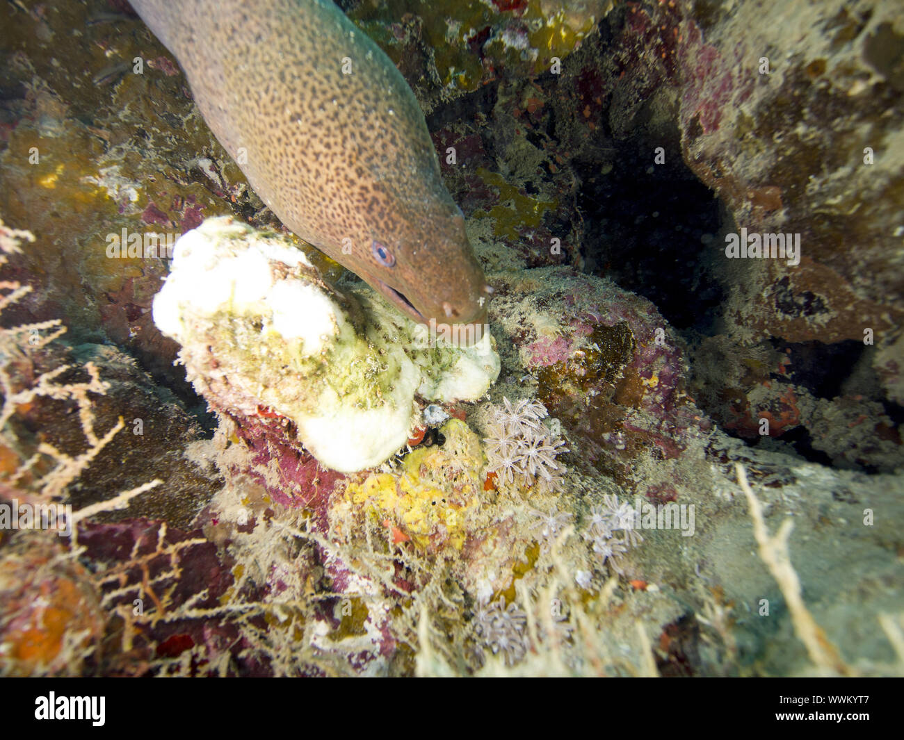 Ocean hunter hi-res stock photography and images - Alamy