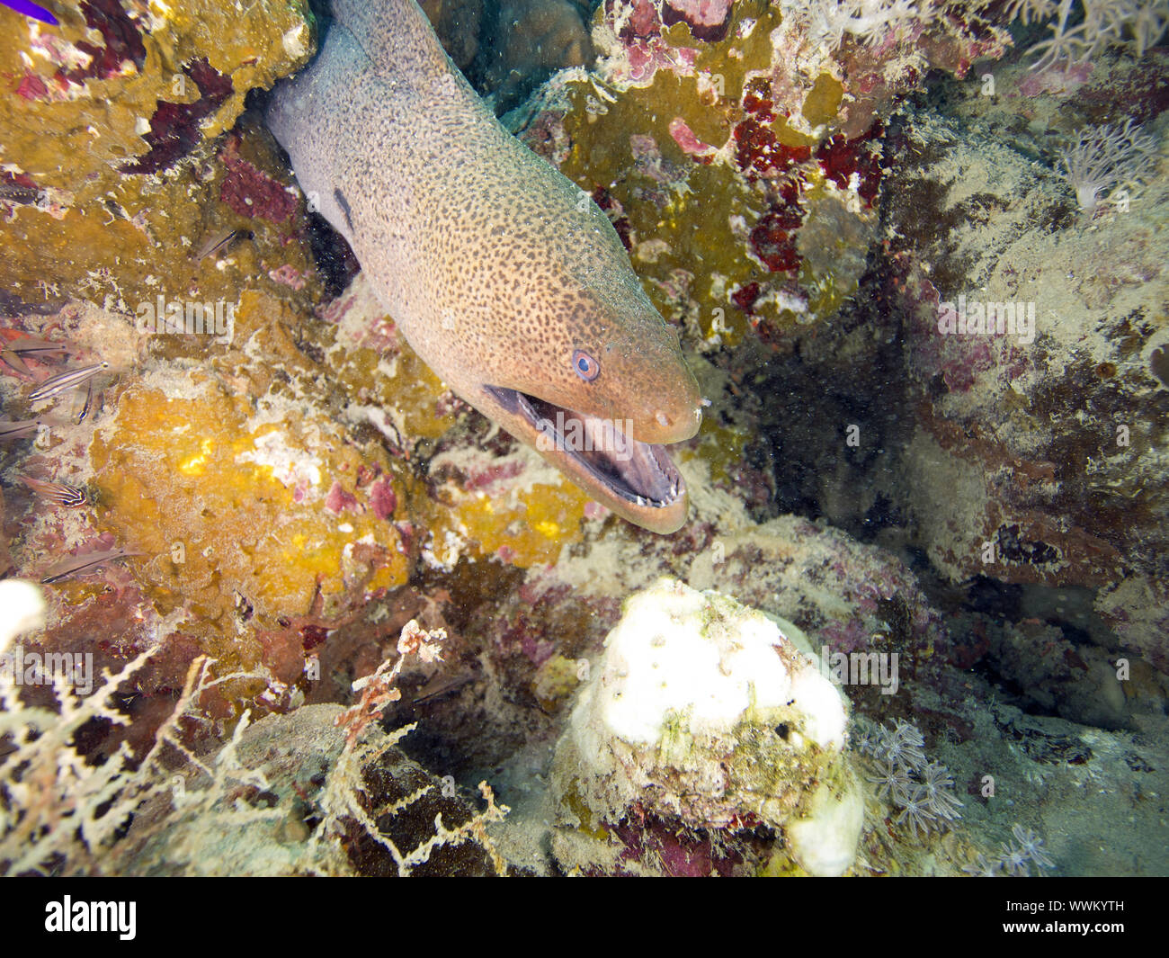 Nocturnal predator hi-res stock photography and images - Alamy