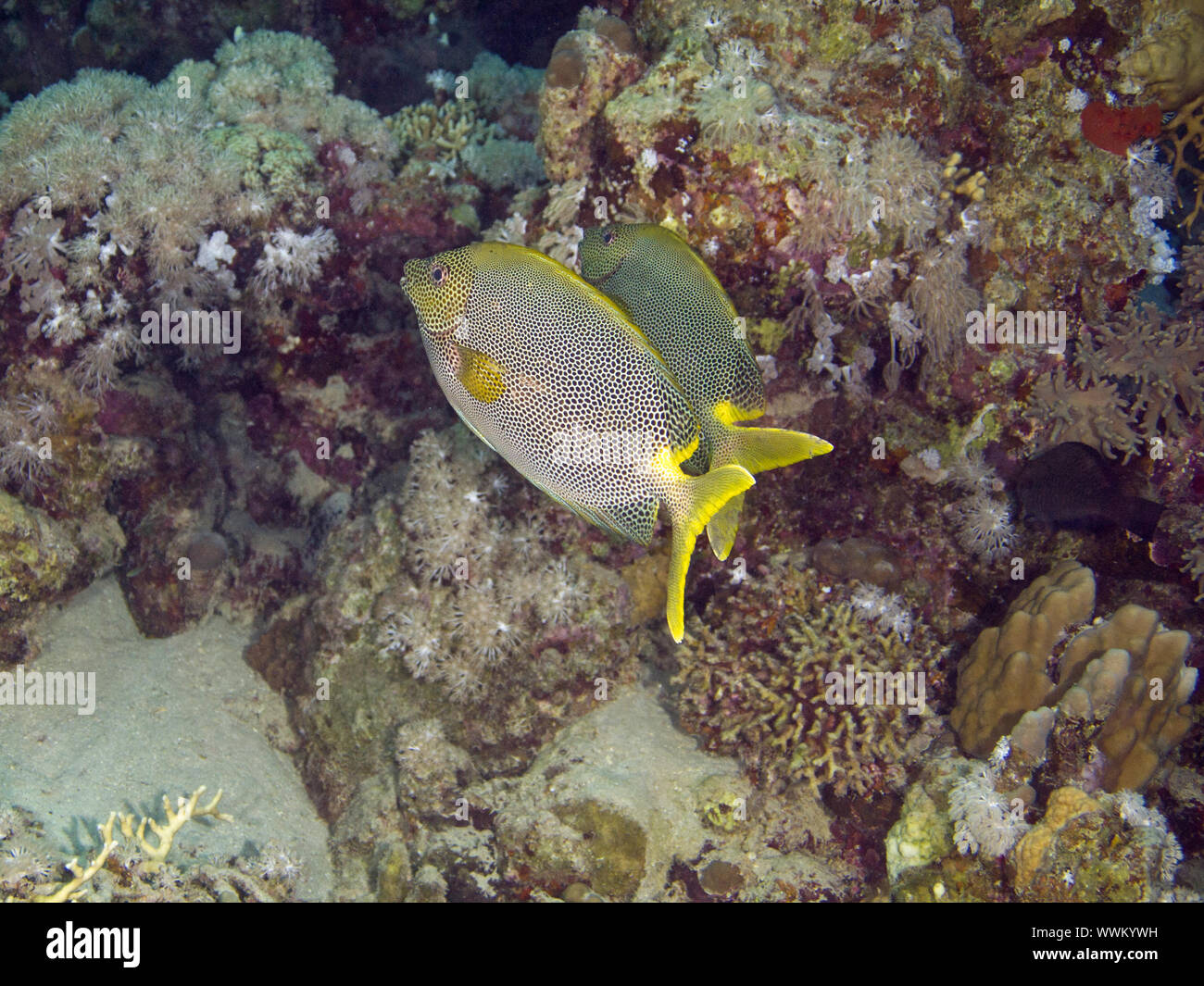 Rabbitfish hi-res stock photography and images - Alamy