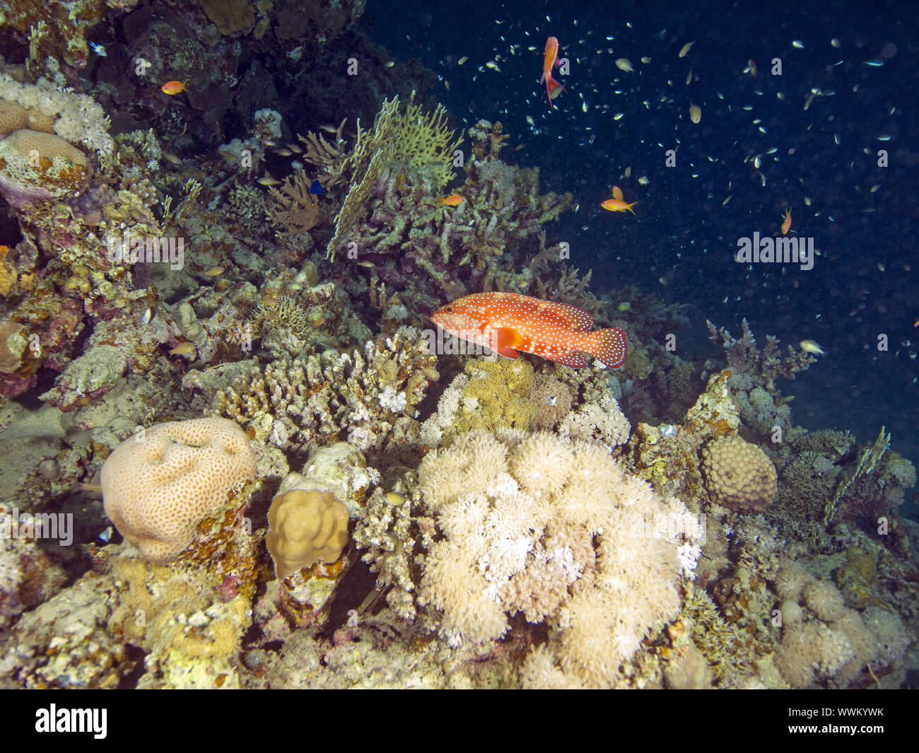 Miniatus grouper hi-res stock photography and images - Alamy