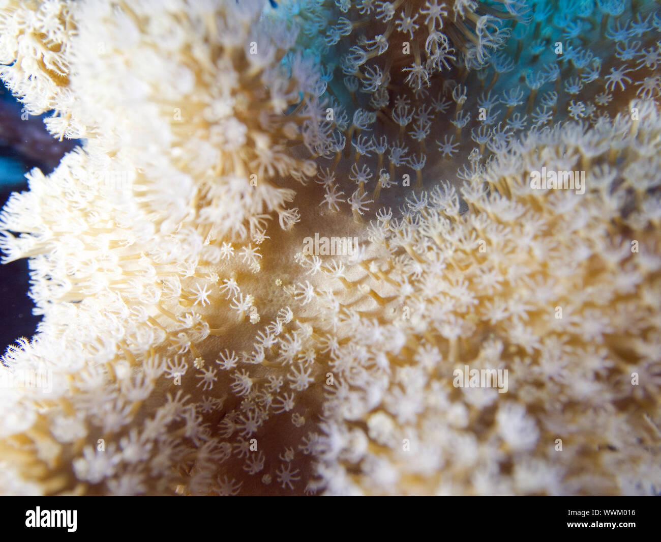 Korallenpolypen hi-res stock photography and images - Alamy