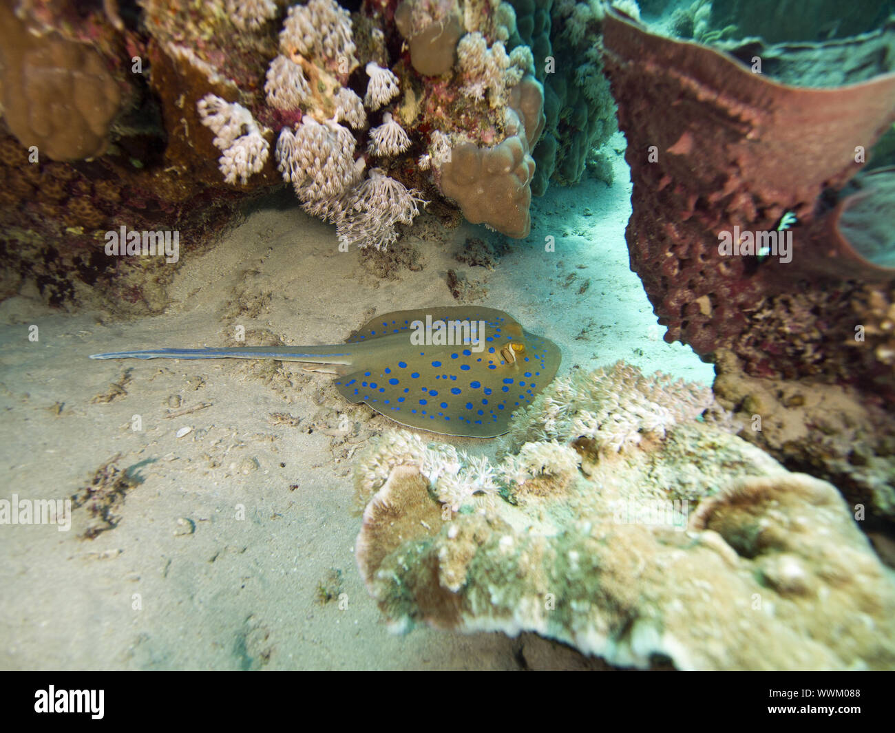 bluespotted ribbontail ray Stock Photo - Alamy