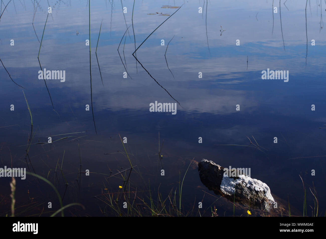 A close up view of a spindly loch grass plant sticking out of the water ...