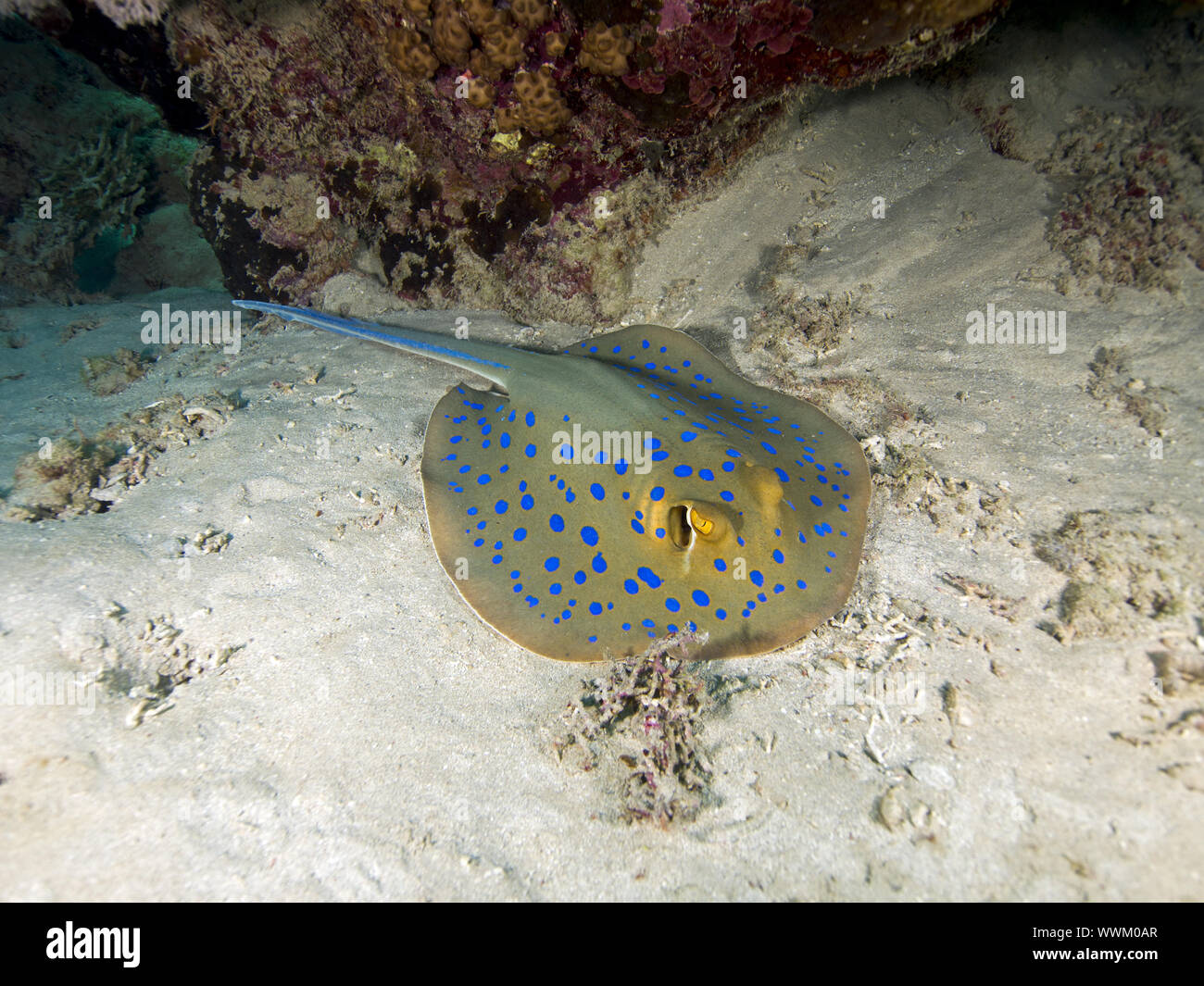 bluespotted ribbontail ray Stock Photo - Alamy