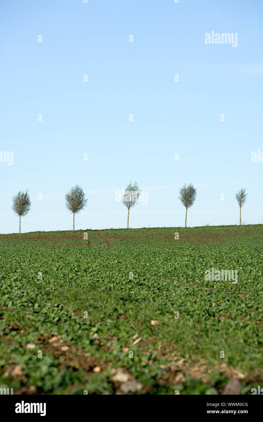 Blasted trees hi-res stock photography and images - Alamy