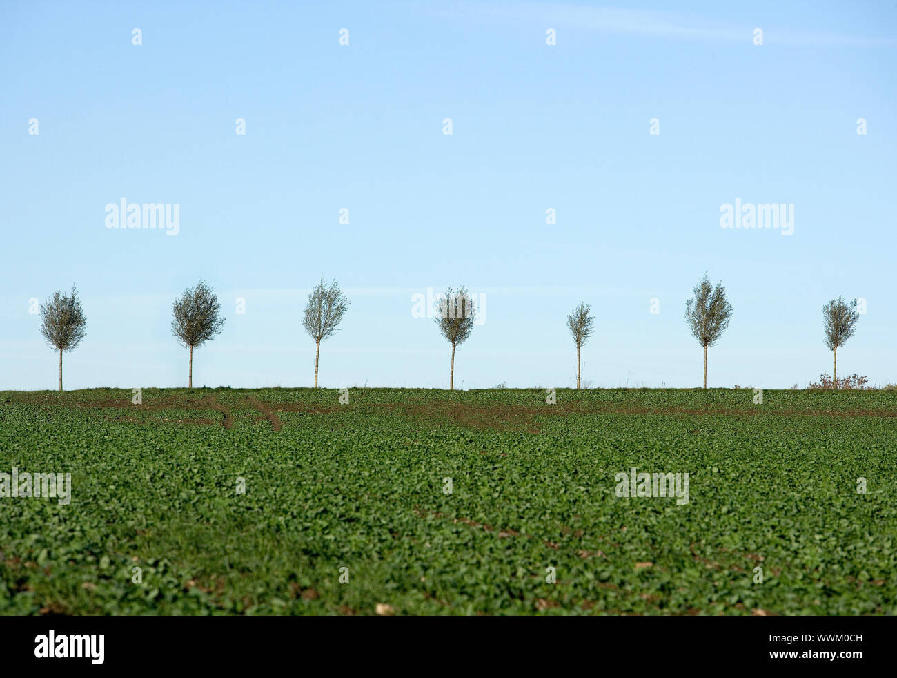 Blasted Trees in a row Stock Photo - Alamy