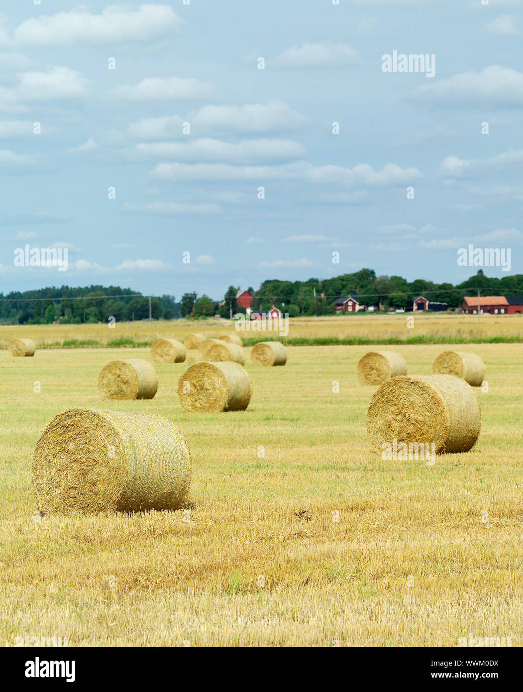 Hay stacks on a field Stock Photo - Alamy