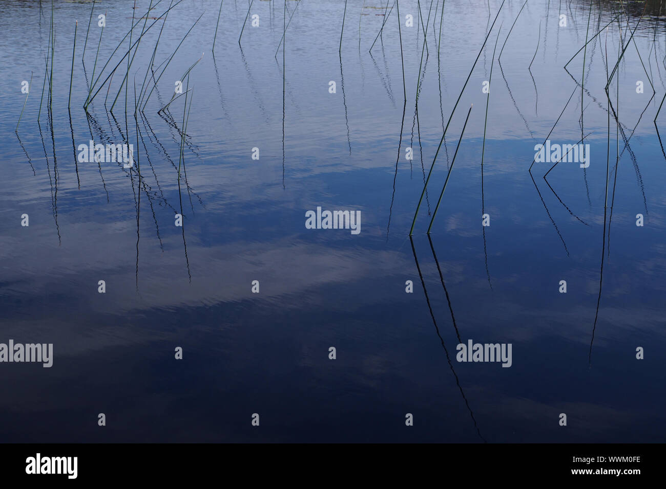 A close up view of a spindly loch grass plant sticking out of the water ...