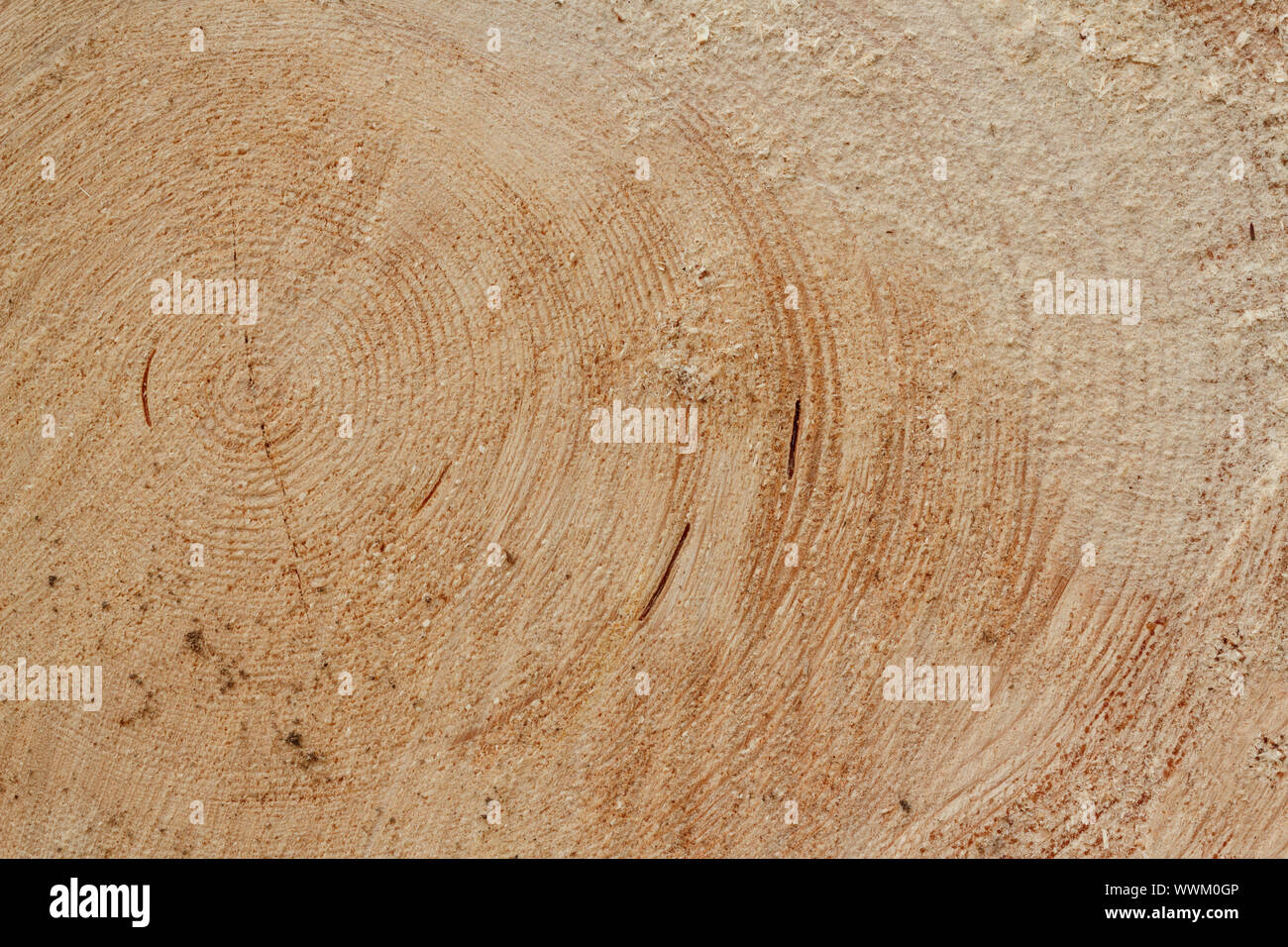 slice of wood timber Stock Photo - Alamy