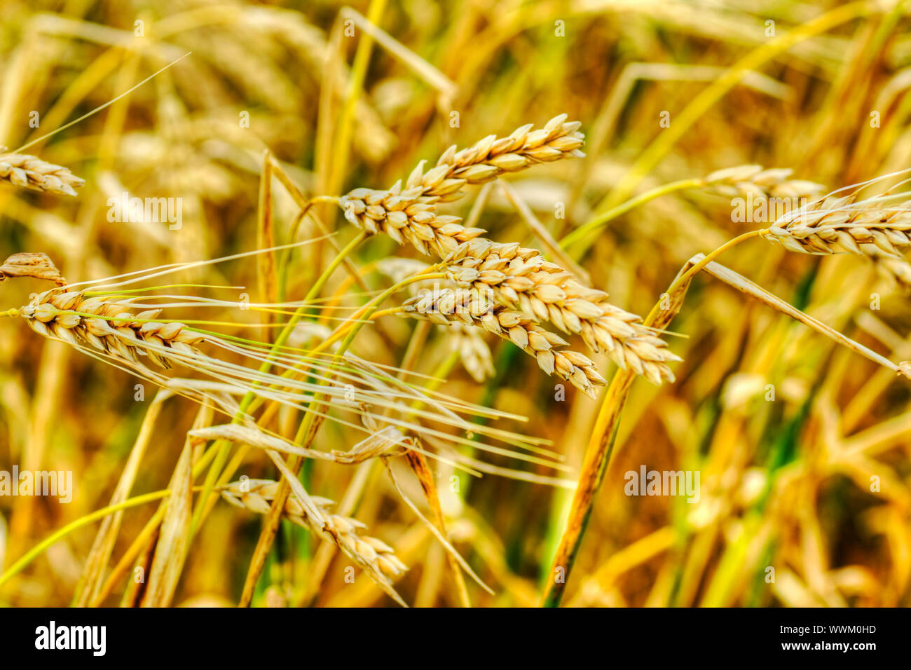 Wheat strand hi-res stock photography and images - Alamy