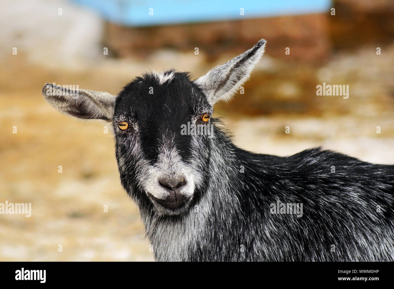 Portrait of a happy funny looking goat staring at camera and smiling ...