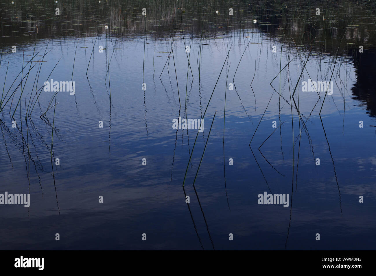 A close up view of a spindly loch grass plant sticking out of the water ...