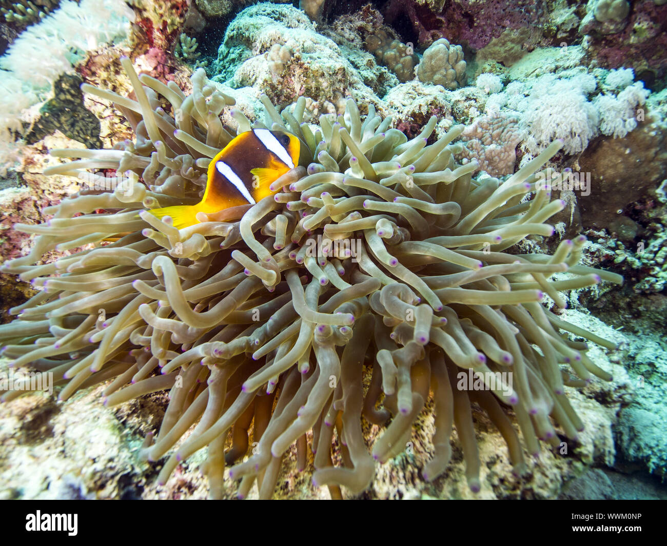 Clownfish behavior hi-res stock photography and images - Alamy