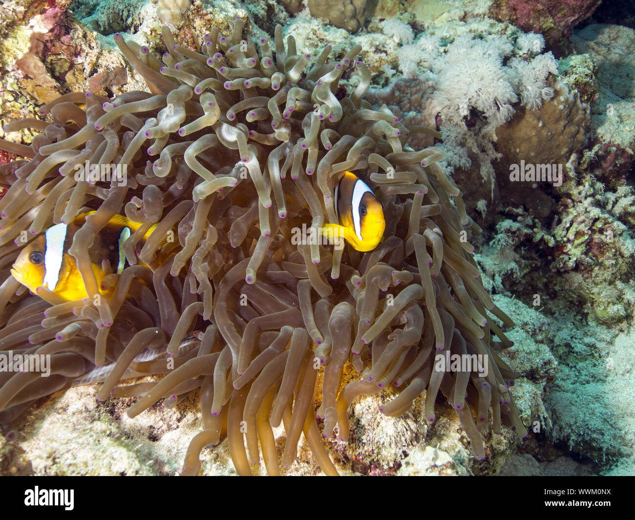 Red sea clownfish reef hi-res stock photography and images - Alamy