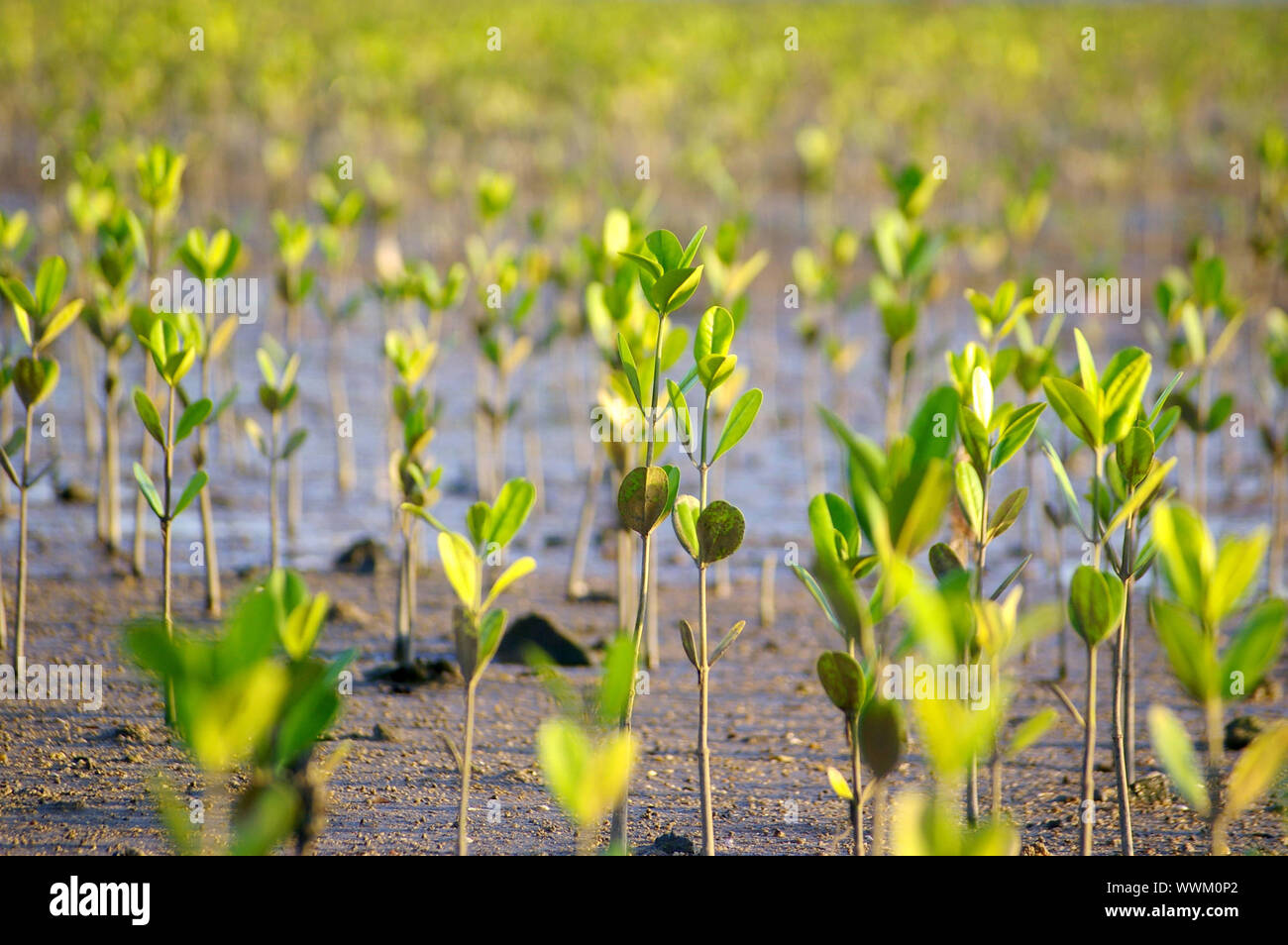Mangrove nature reserve china hi-res stock photography and images - Alamy