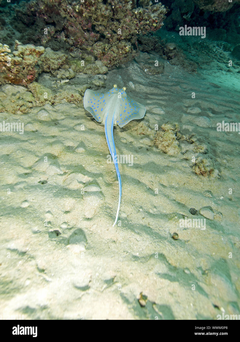 bluespotted ribbontail ray Stock Photo - Alamy