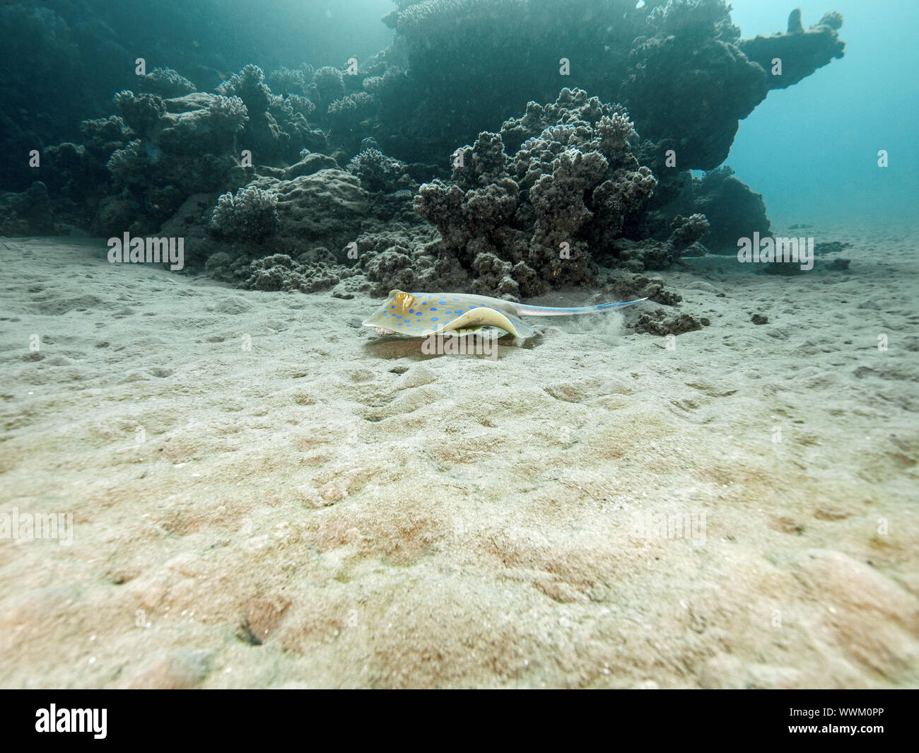 bluespotted ribbontail ray Stock Photo - Alamy