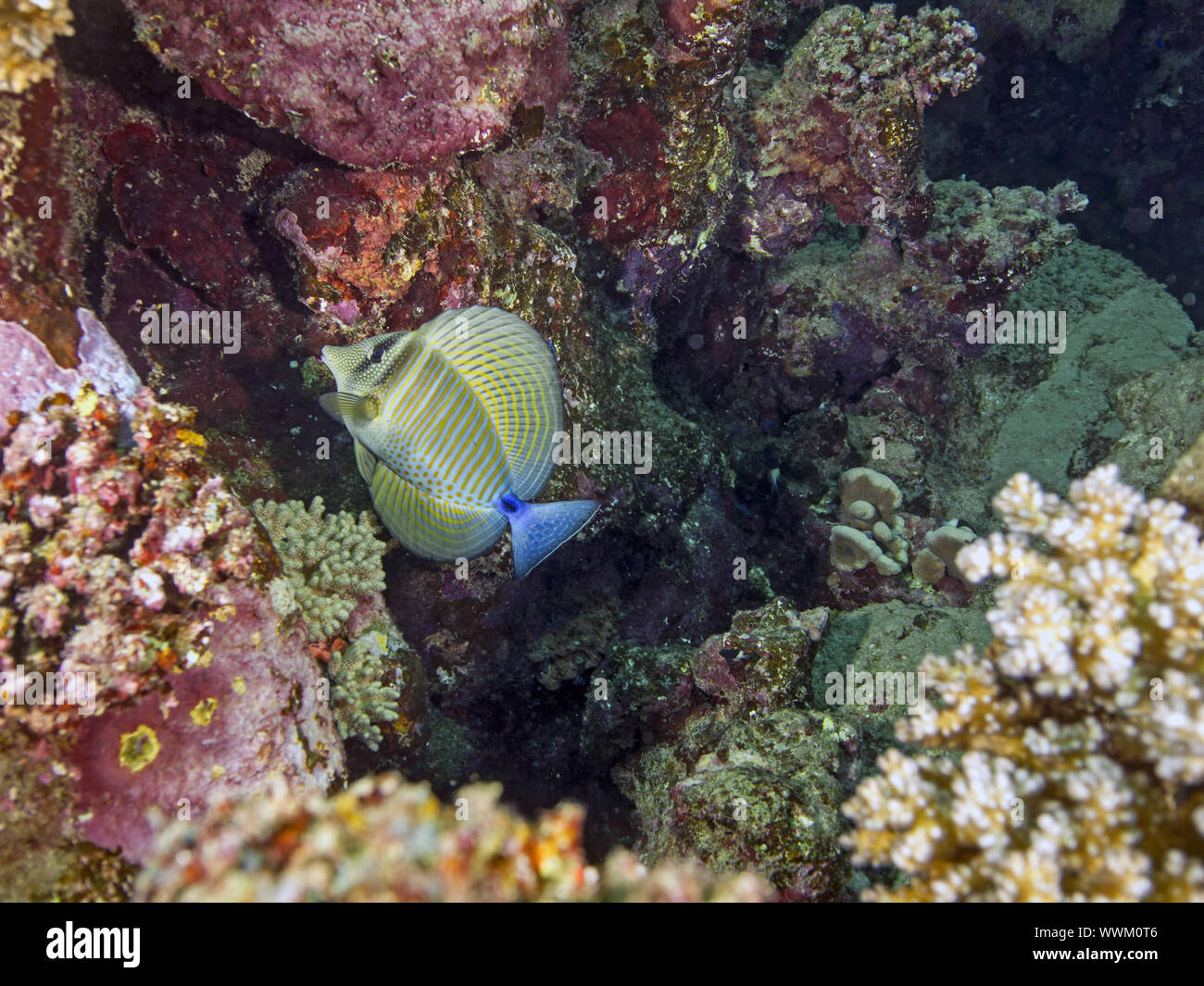 Egypt red sea sailfin tang hi-res stock photography and images - Alamy