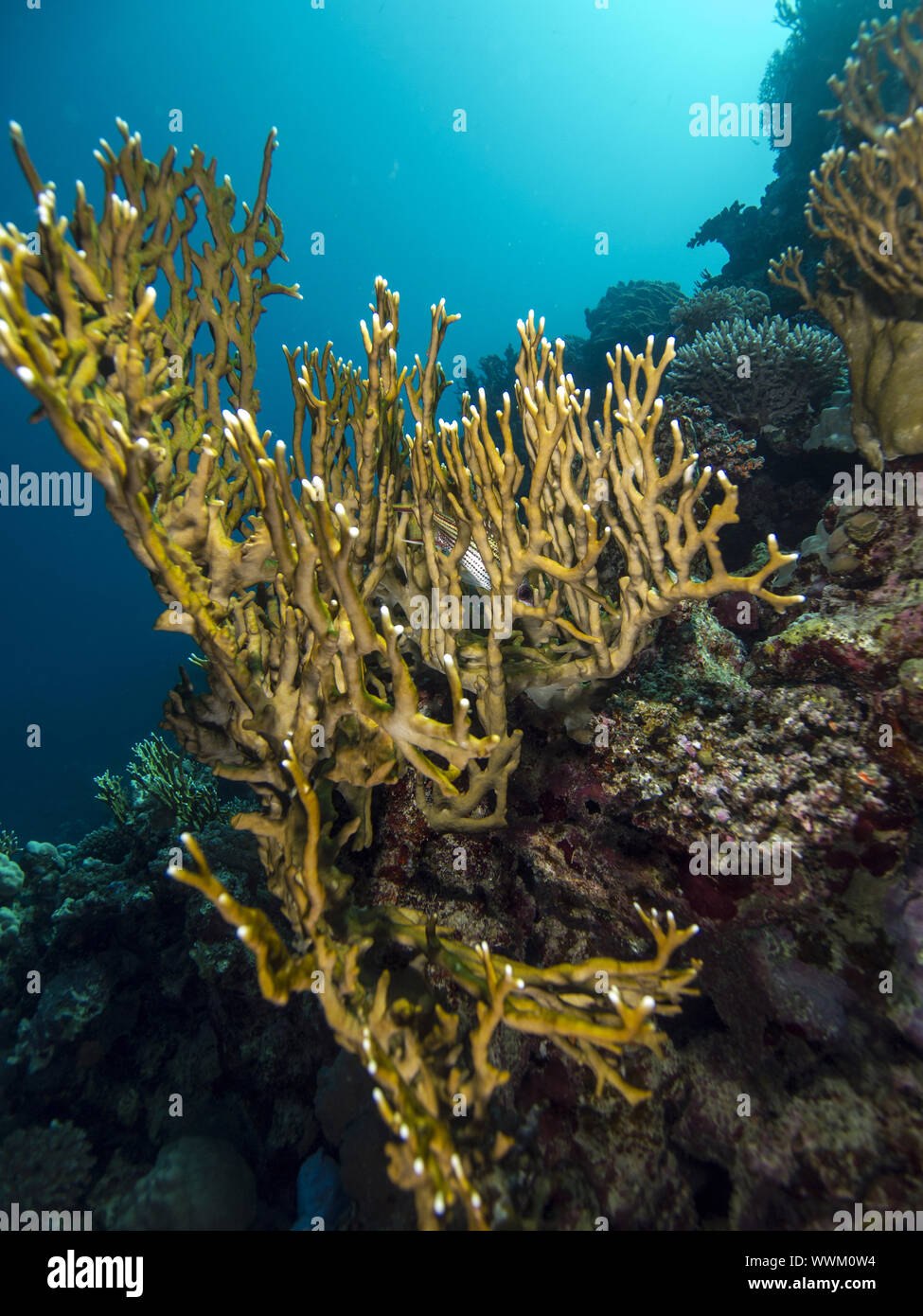 Fire coral hi-res stock photography and images - Alamy