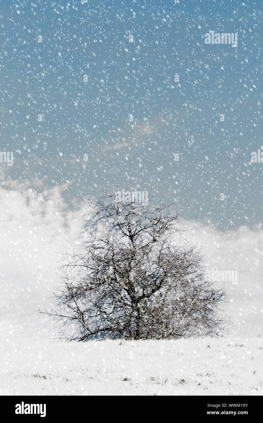 Nice winter landscape with trees Stock Photo - Alamy