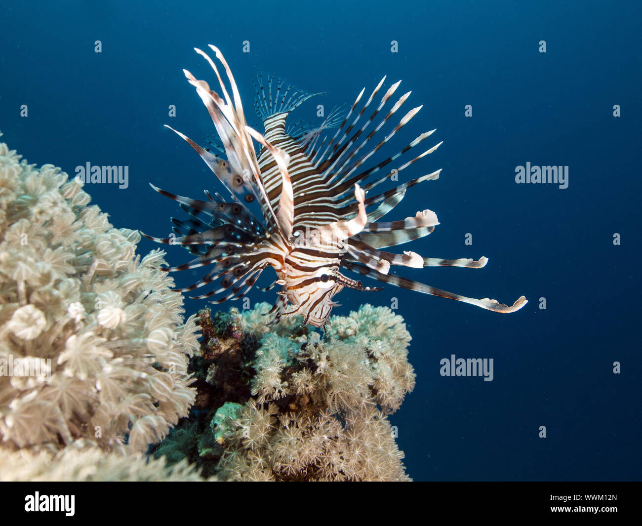 Lionfish hi-res stock photography and images - Alamy