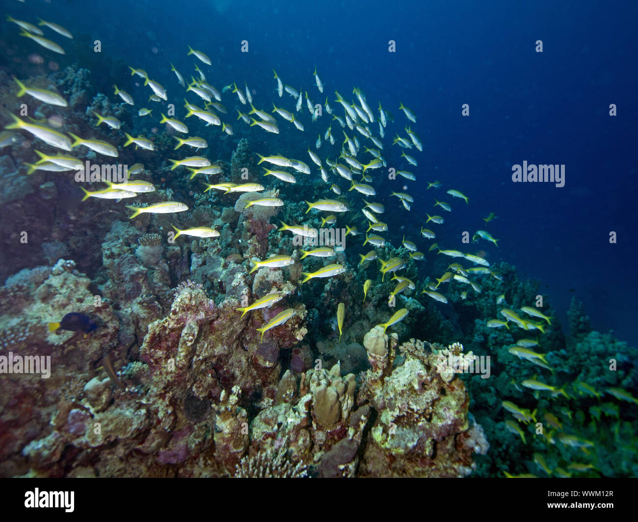 Yellow striped goatfish hi-res stock photography and images - Alamy
