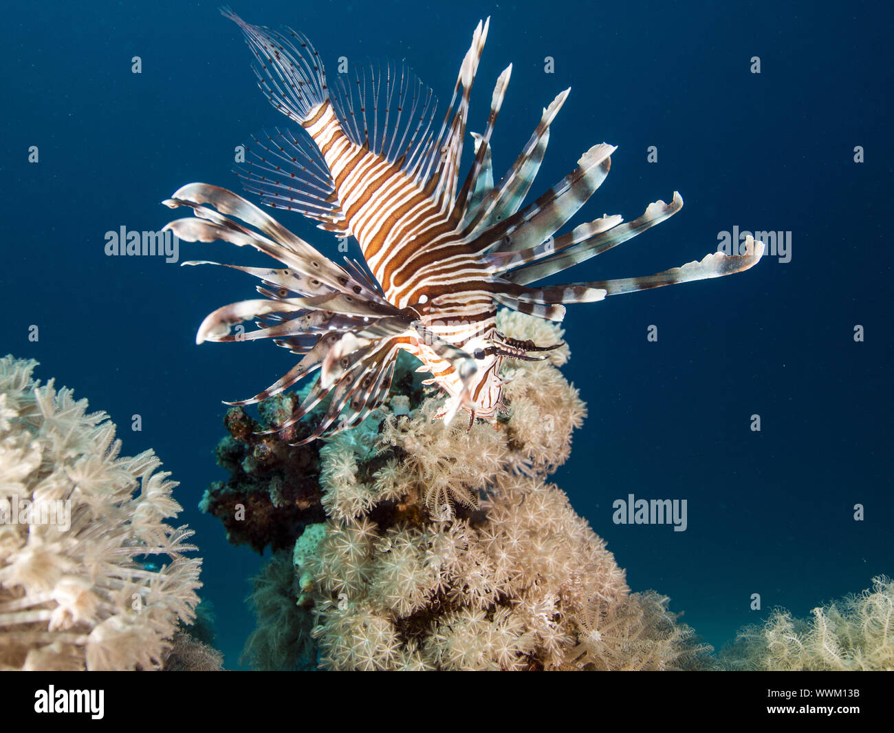 Red firefish lionfish devil firefish hi-res stock photography and ...