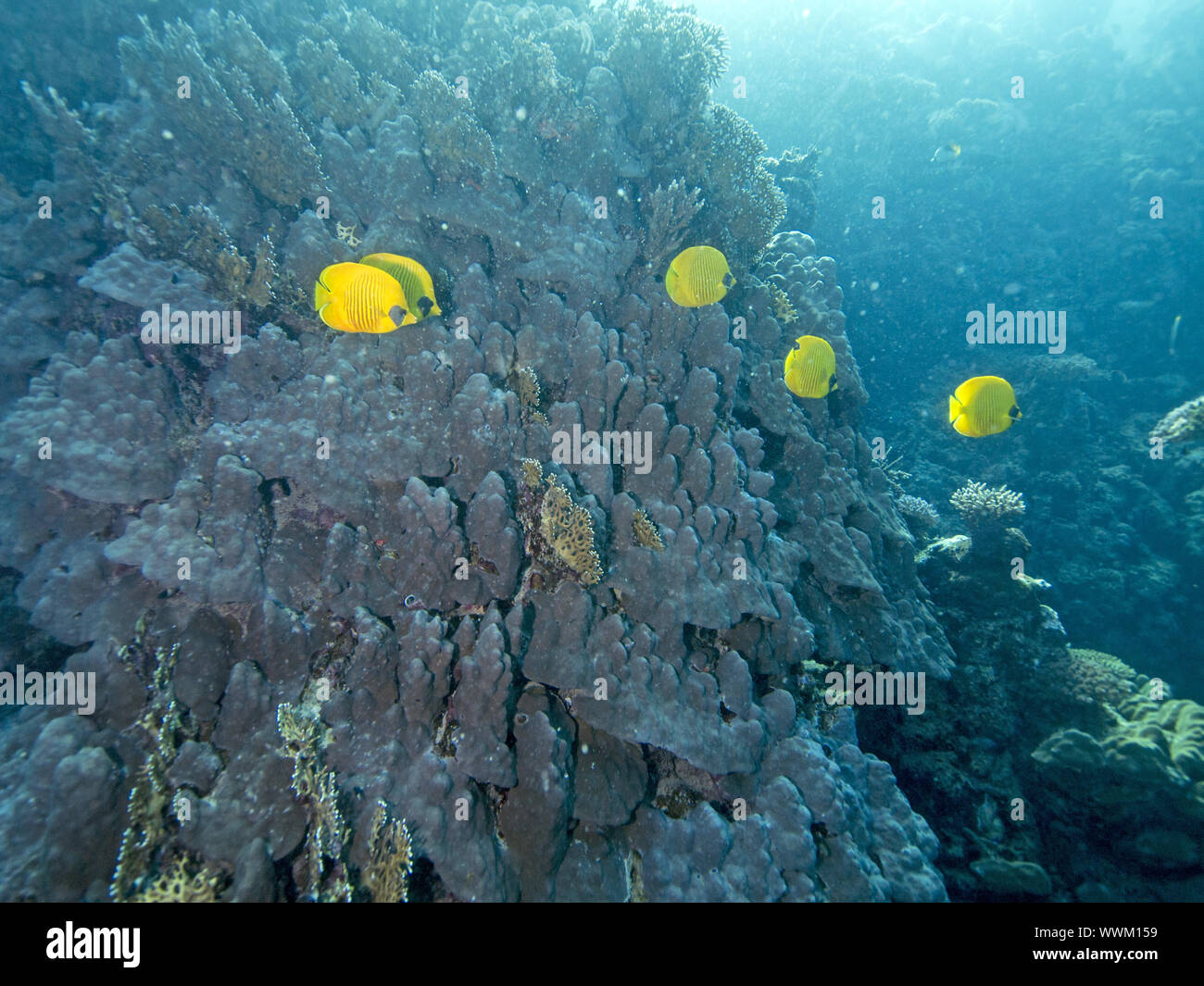 Wildlife res hi-res stock photography and images - Alamy