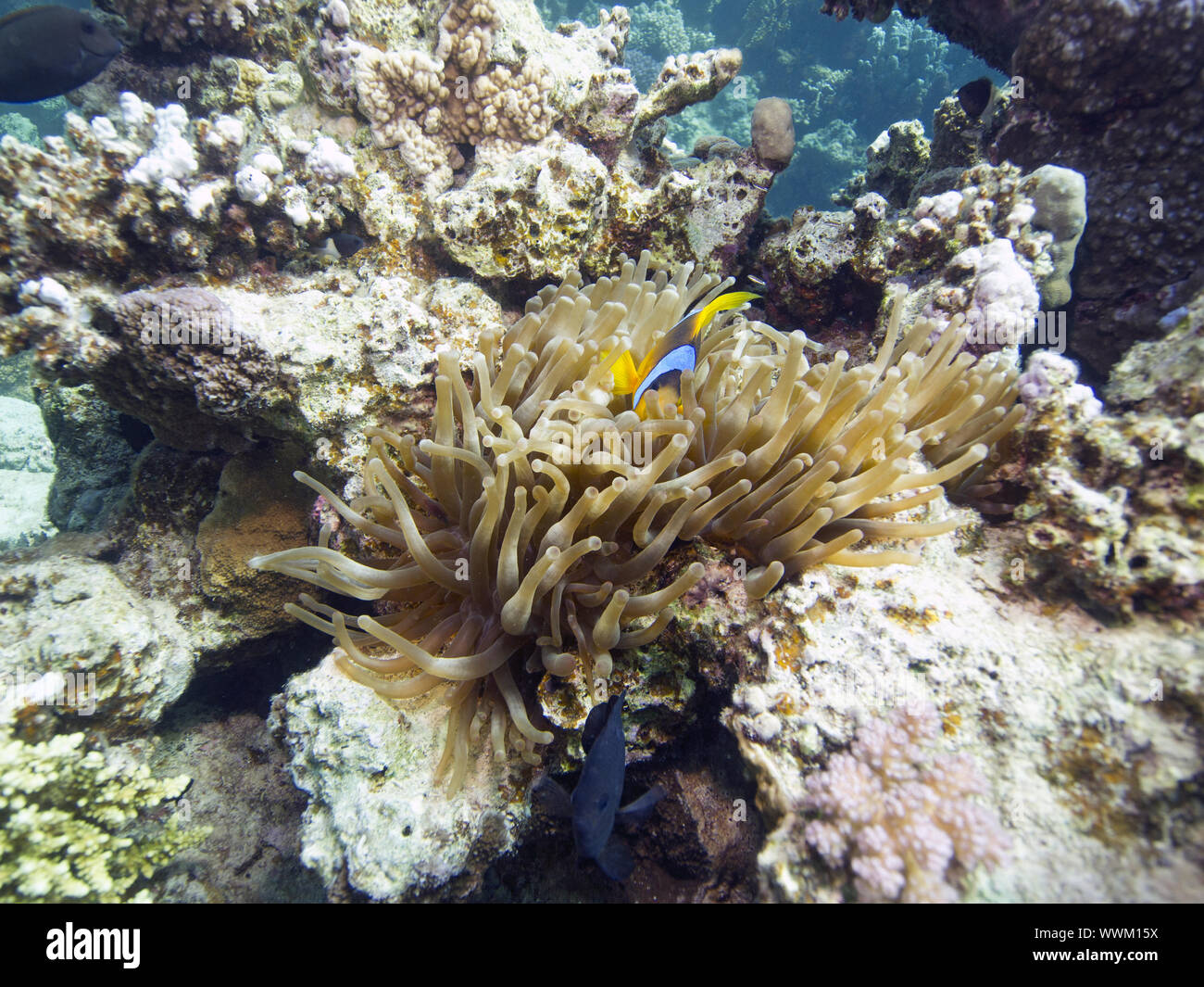 Teleost fishes hi-res stock photography and images - Alamy