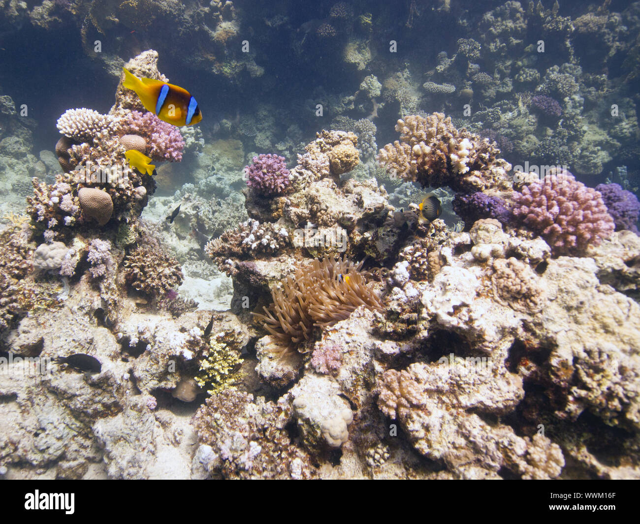 Teleost fishes hi-res stock photography and images - Alamy