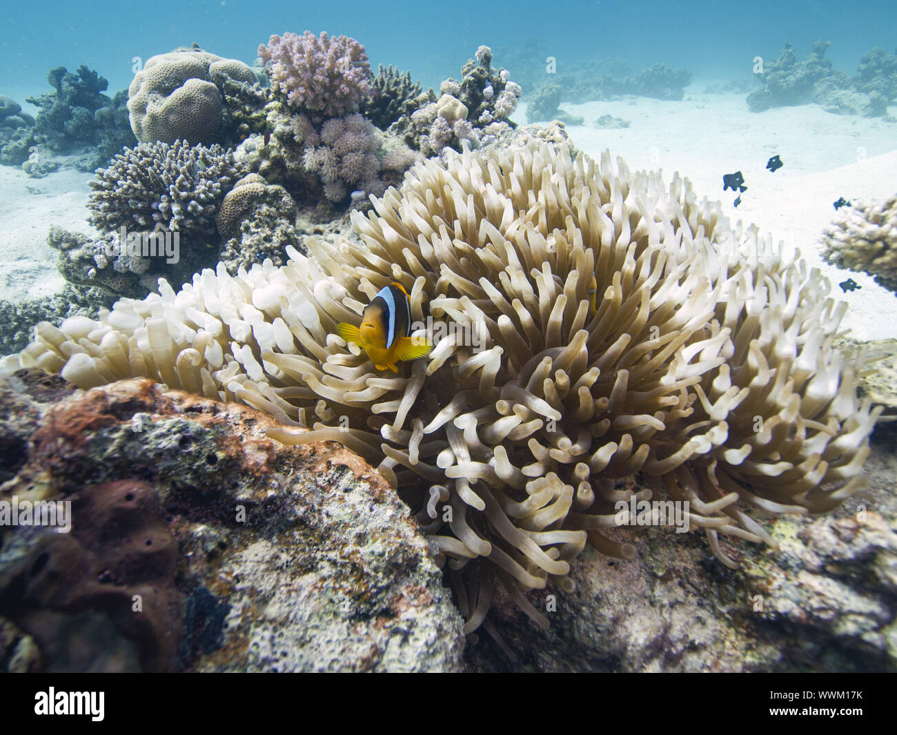 Bony fishes hi-res stock photography and images - Alamy